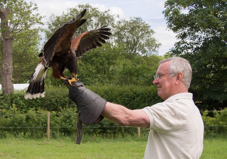 Falconry Experiences - Feathers and Fur