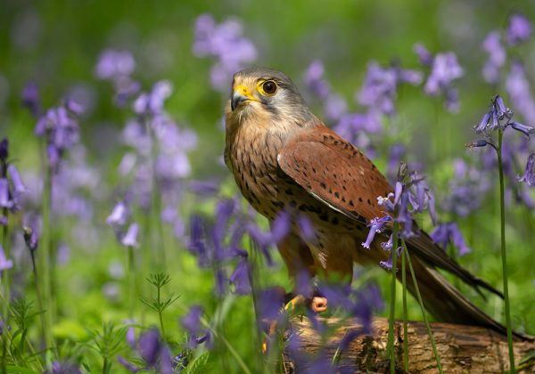 Falcons found in the UK - Feathers and Fur